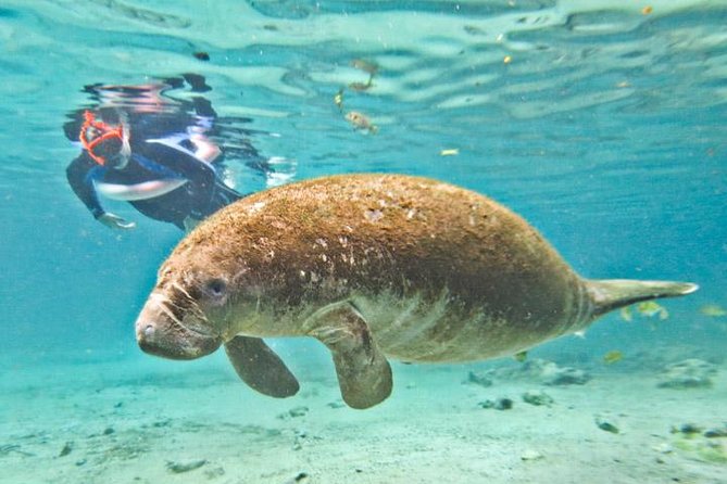 Manatee Swim and Wildlife Park with Upgrade Options from Orlando - An In-Depth Look at the Tour Experience