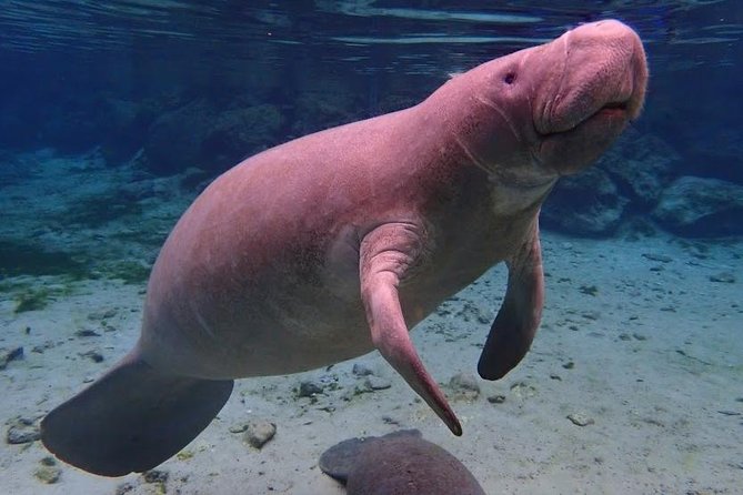 Manatee Swim Tour with In Water Photographer - In-Depth Review: What to Expect from the Tour