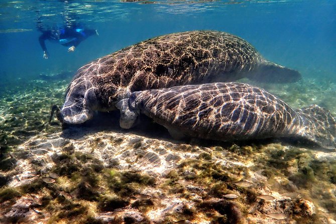 Manatee Swim Tour with In Water Photographer - What Reviewers Love Most