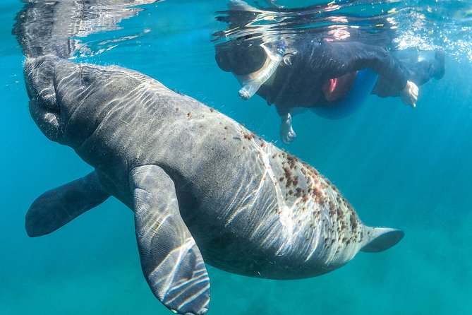 Manatee Swim Tour with In Water Photographer - The Sum Up: Is This Tour Worth It?