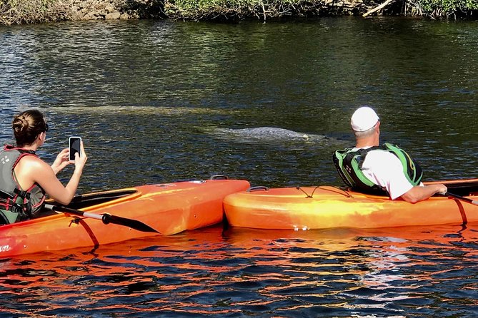 Manatees and Mangrove Tunnels Small Group Kayak Tour - An In-Depth Look at the Tour Experience