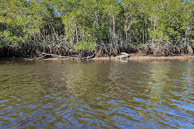 Manatees, Grasslands and Mangroves kayak Tour (Small Group Tour) - FAQ