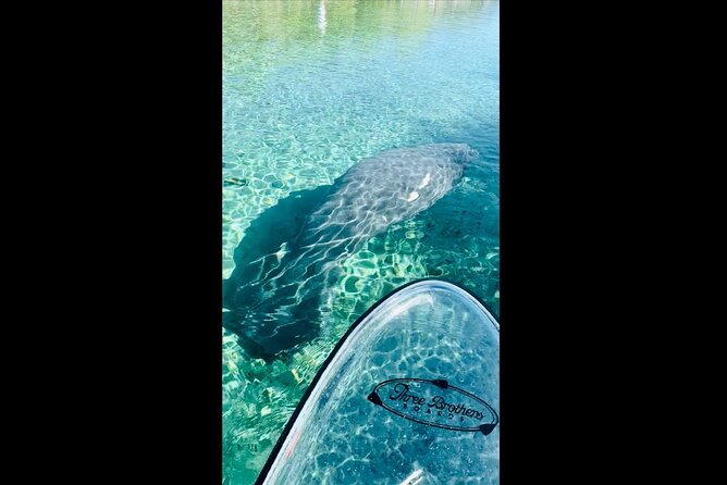 Manatees, Monkeys and Florida Natural Spring Adventure Tour - Quick Intro