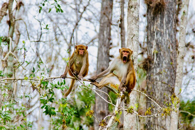 Manatees, Monkeys and Florida Natural Spring Adventure Tour - Deep Dive into Each Stop