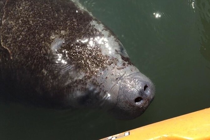 Manatees/Sunset/Bioluminescence Tour - What to Expect from the Journey