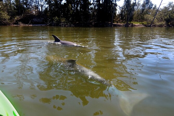 Manatees/Sunset/Bioluminescence Tour - The Value of the Experience