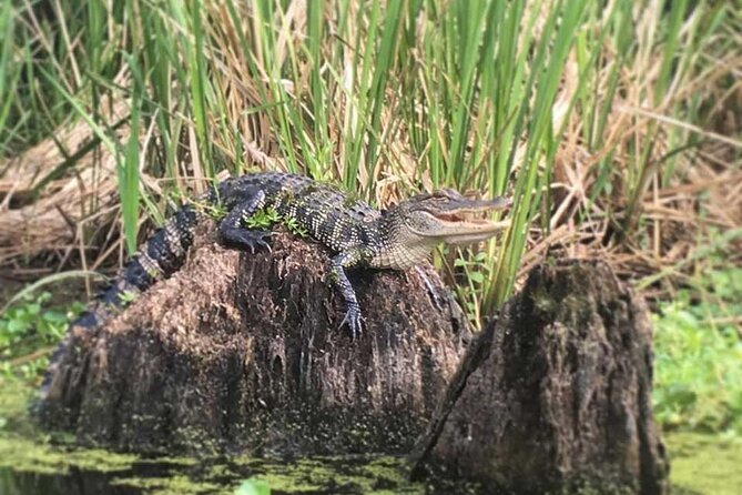 Manchac Swamp EXTENDED Kayak Tour with Pickup - FAQ  