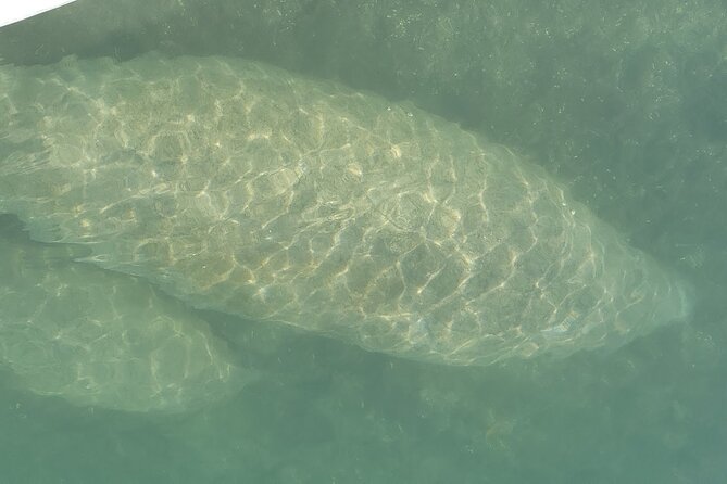 Mangrove Jungle Exploration on SUP/Kayak - A Deep Dive into the Tour Experience