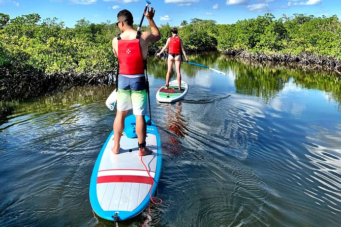 Mangrove SUP Safari - Key Points