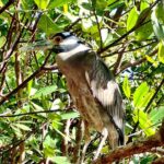 Mangrove SUP Safari - Value for Money