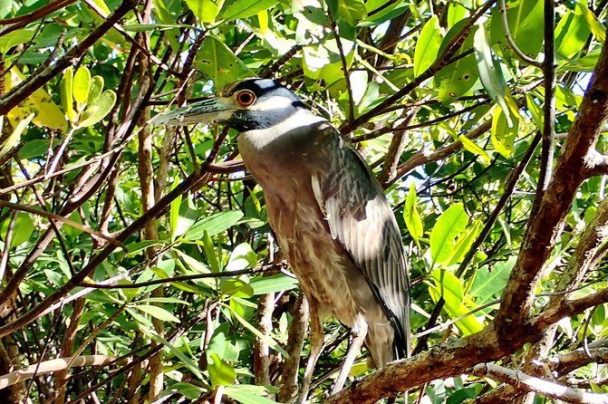 Mangrove SUP Safari - Value for Money