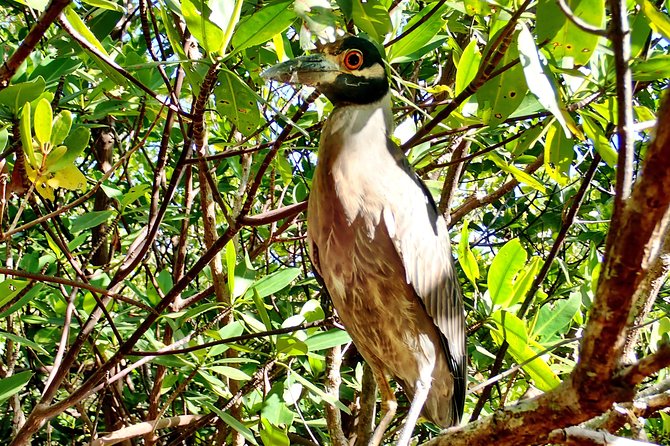 Mangrove SUP Safari - Authentic Experiences & Insights from Reviews