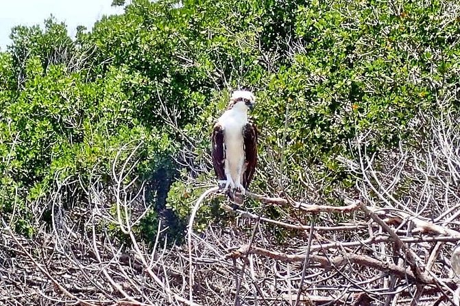 Mangrove SUP Safari - The Sum Up