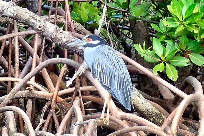 Mangrove Tunnel Kayak Eco Tour - An In-Depth Look at the Tour Experience