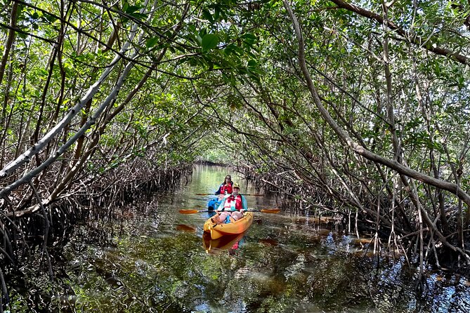 Mangrove Tunnel Kayak Eco Tour - Who Will Love This Tour?