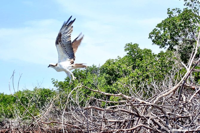 Mangrove Tunnel Kayak Eco Tour - Frequently Asked Questions