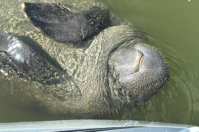 Mangrove Tunnels, Dolphins, Manatee Tour #1 Rated in Cocoa Beach - Final Thoughts