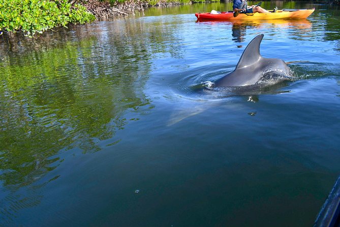 Mangrove Tunnels & Mudflats Kayak Tour - Local Biologist Guides - FAQ