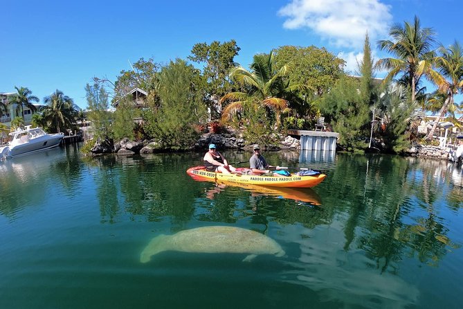 Mangroves and Manatees - Guided Kayak Eco Tour - A Closer Look at the Kayak Eco Tour Experience