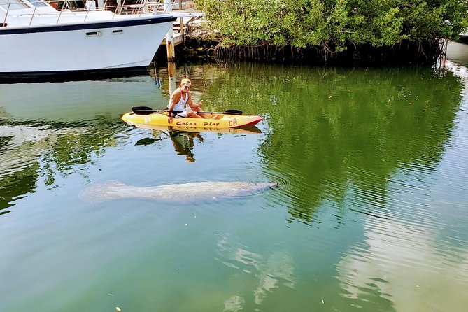 Mangroves and Manatees - Guided Kayak Eco Tour - FAQ