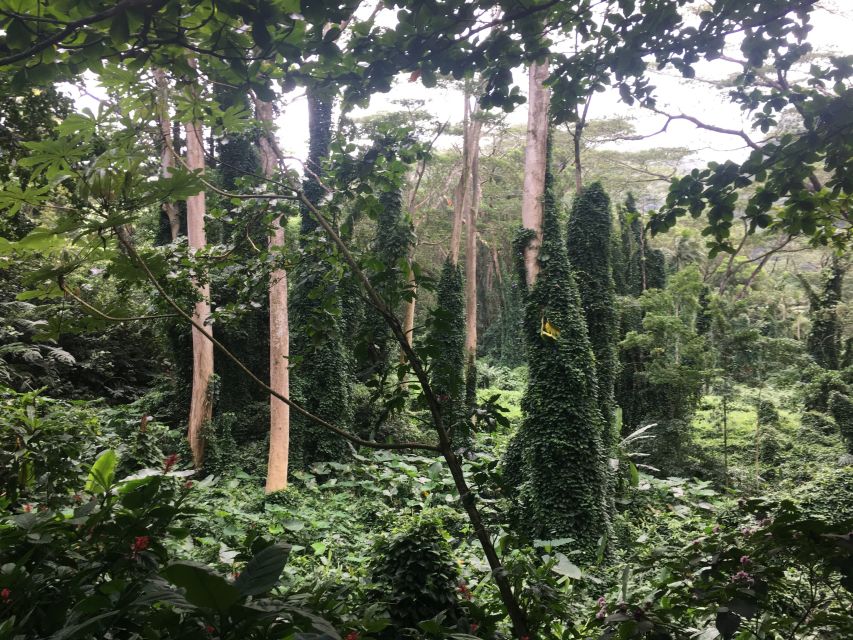 Manoa Falls eBike to Hike - Overview of the Manoa Falls eBike to Hike Tour