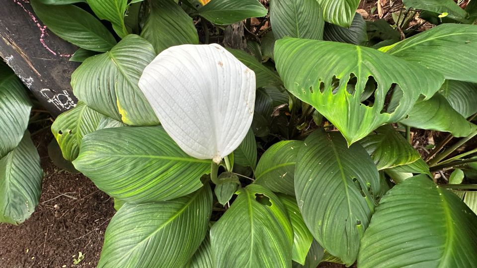 Manoa Falls eBike to Hike - FAQs