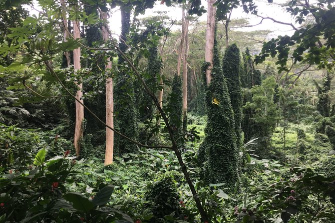Manoa Falls-Electric Bike to Hike Experience Local meal included - Frequently Asked Questions