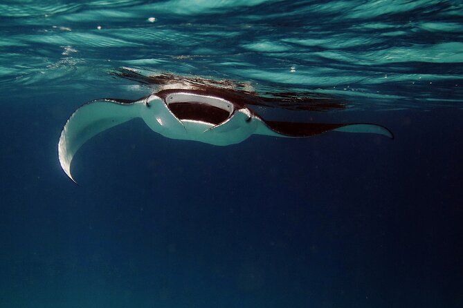 Manta Mania - Manta Ray Night Snorkel - Small-Group Experience In Kona, Hawaii - Introduction to the Manta Rays Night Snorkel Experience