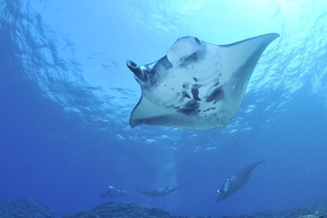 Manta Mania - Manta Ray Night Snorkel - Small-Group Experience In Kona, Hawaii - Practical Tips & What to Expect