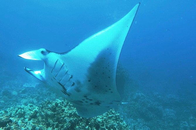 Manta Ray Night Snorkel at Kona, Big Island - Key Points  