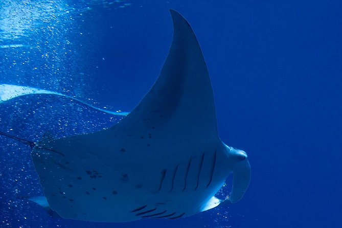 Manta Ray Night Snorkel at Kona, Big Island - The Itinerary and Expectations