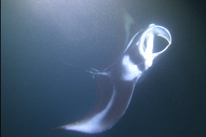 Manta Ray Night Snorkel at Kona, Big Island - What Makes This Tour Truly Special?