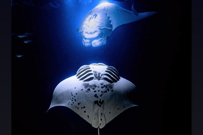 Manta Ray Night Snorkel Experience of a Lifetime - Introduction to the Big Island Manta Experience