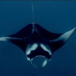 Manta Ray Night Snorkel Experience of a Lifetime - What to Expect on the Tour