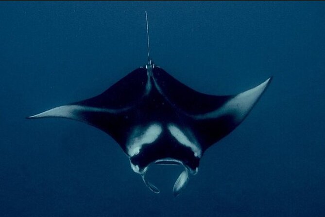 Manta Ray Night Snorkel Experience of a Lifetime - What to Expect on the Tour