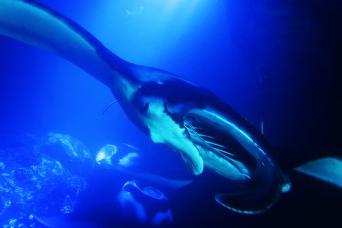 Manta Ray Night Snorkel Experience of a Lifetime - Who Will Love This Tour?