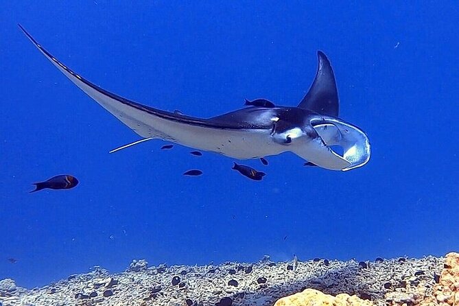 Manta Ray Night Snorkel Experience of a Lifetime - The Sum Up