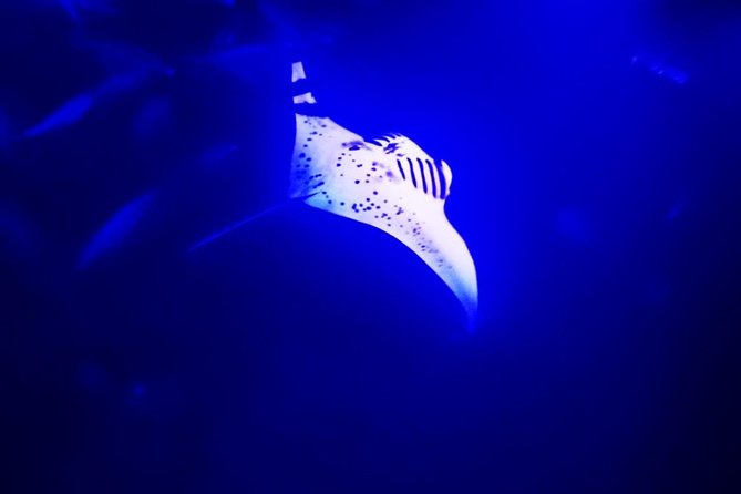 Manta Ray Night Snorkel in Kona - What Makes the Manta Ray Night Snorkel in Kona Special?