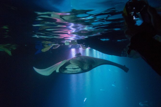Manta Ray Night Snorkel Tour from Kona - What to Expect from the Tour Experience