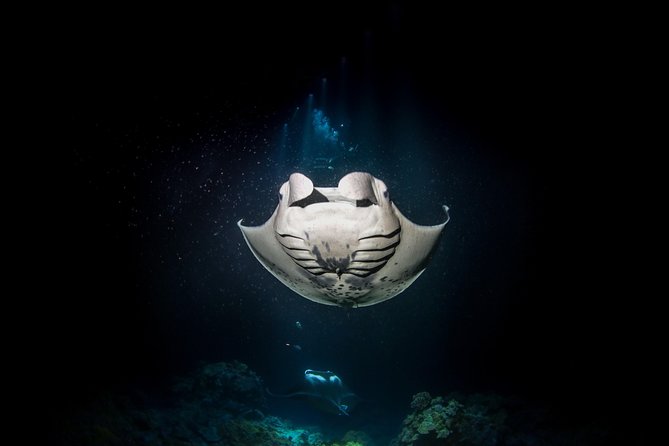 Manta Ray Night Snorkel Tour from Kona - Frequently Asked Questions