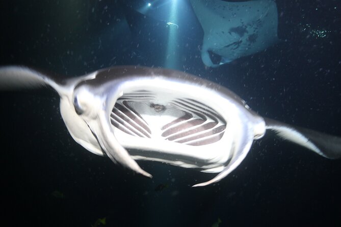 Manta Ray Night Snorkel Tour from Kona - Final Thoughts