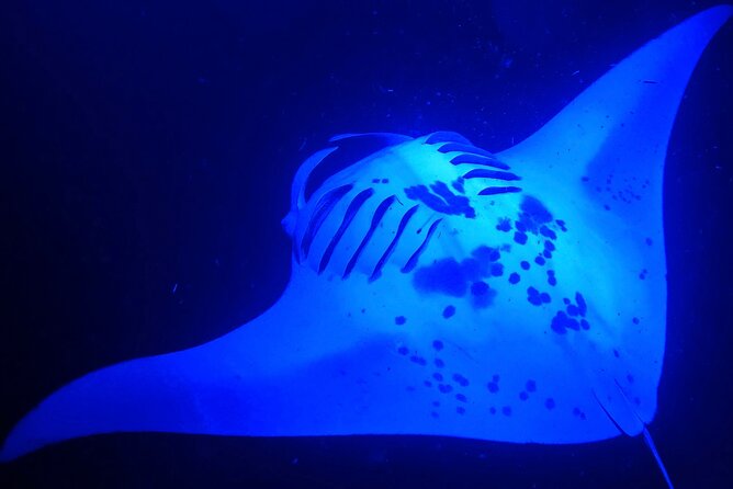 Manta Ray Night Snorkeling Adventure in Kailua-Kona - Key Points  