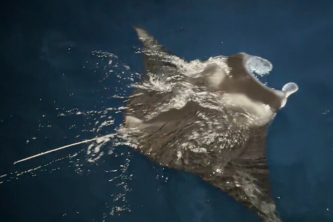 Manta Ray Night Snorkeling Adventure in Kailua-Kona - Why This Tour Stands Out