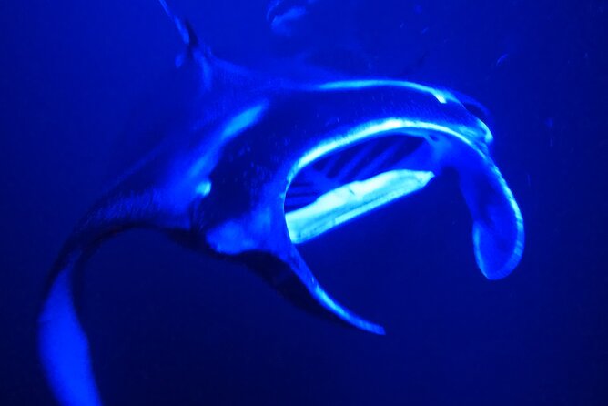 Manta Ray Night Snorkeling Adventure in Kailua-Kona - Who Is This Tour Best For?