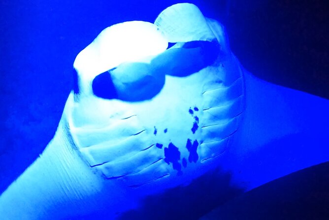 Manta Ray Night Snorkeling Adventure in Kailua-Kona - FAQs