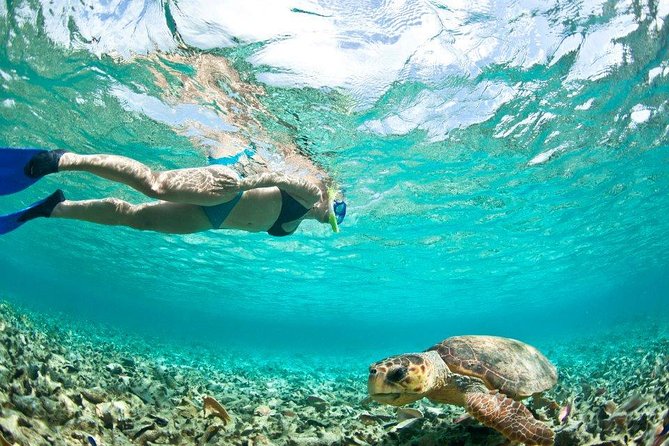 Manta Ray Snorkel Experience - Key Points  