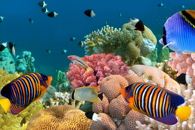 Manta Ray Snorkel Experience - Final Thoughts