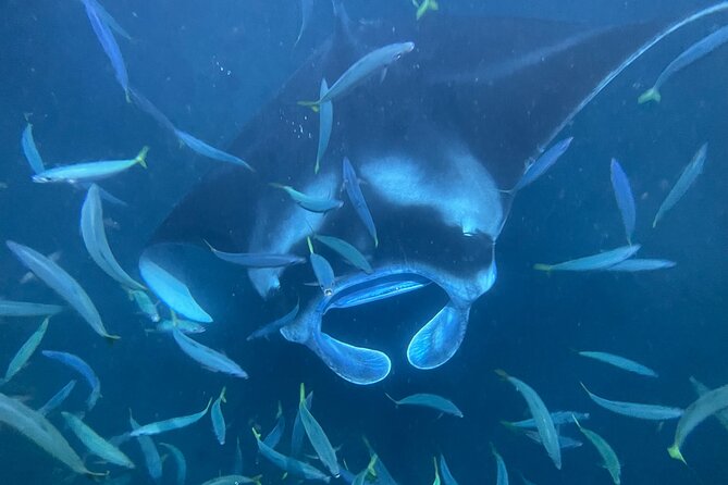 Manta Ray Snorkeling by Night in Kailua-Kona, Hawaii - Who Should Consider This Tour?