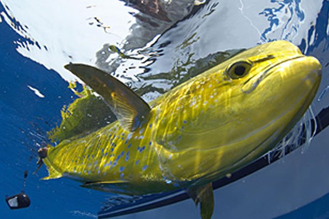 Marathon Offshore Fishing Charter - What to Expect from the Marathon Offshore Fishing Charter