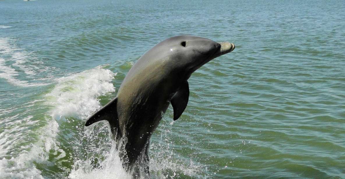 Marco Island: 2-Hour Dolphin, Birding, and Shelling Tour - The Experience in Detail